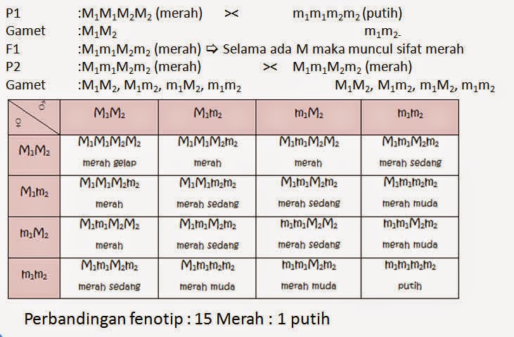 Penyimpangan Semu Hukum Mendel bagian dua - Biologi Edukasi: Belajar ...