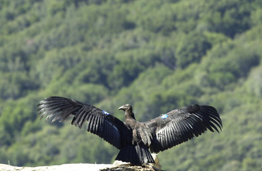 California Condor | The Life of Animals