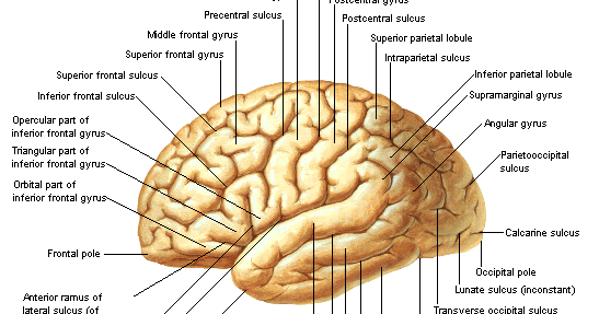 Biology Diagrams,Images,Pictures of Human anatomy and physiology ...