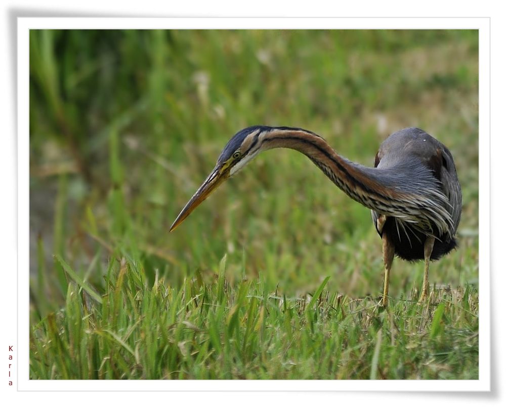 NATUURLIJK NEDERLAND: PURPER REIGER, POLDERS NEXT TOPMODEL