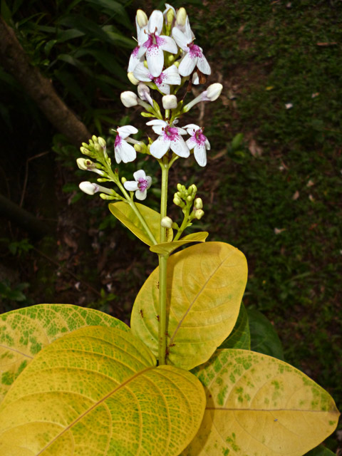 Yellow-Vein Eranthemum - Golden Net-bush | SL Flora
