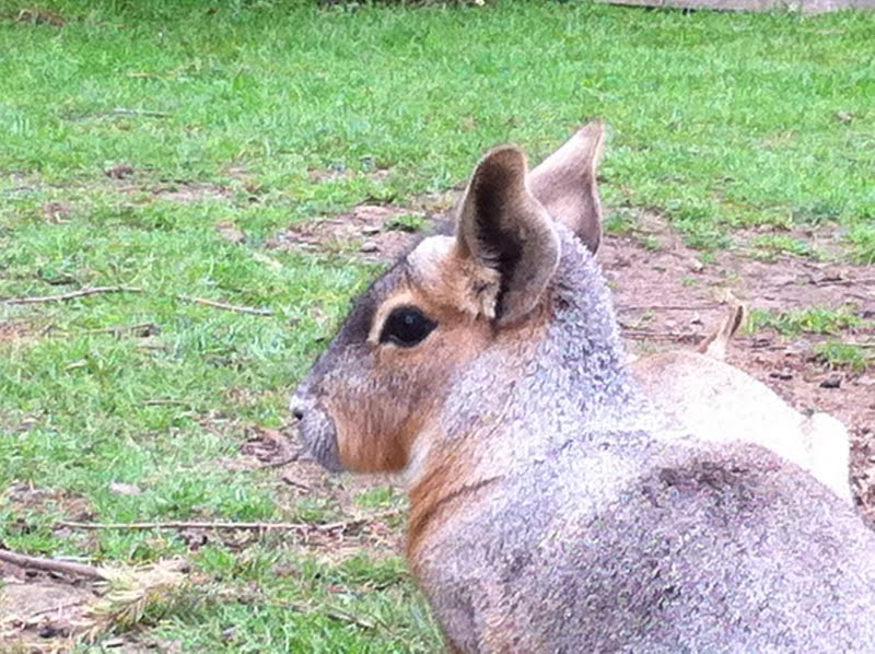 My Pacific Northwest: Kangaroo Zoo- Arlington 8/13