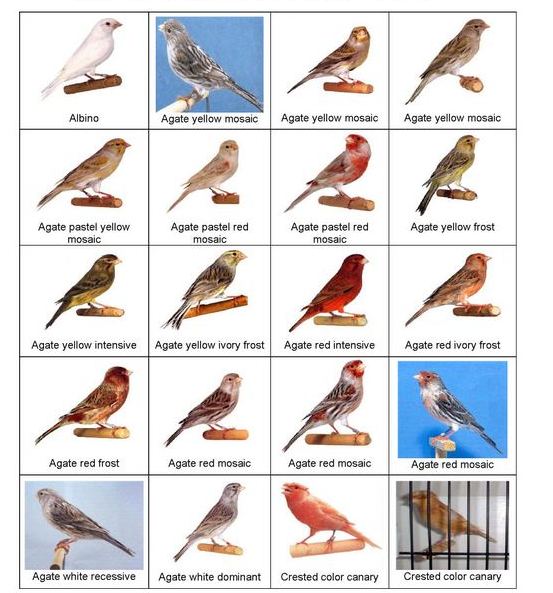 B'dane: MENGENAL VARIETAS KENARI