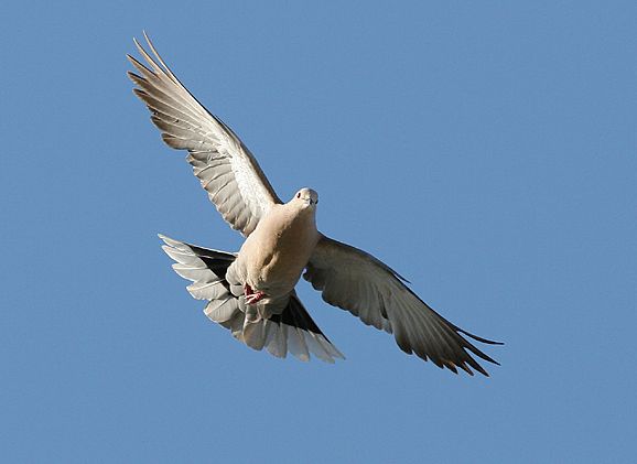 May 2011 - ARUNACHALA BIRDS