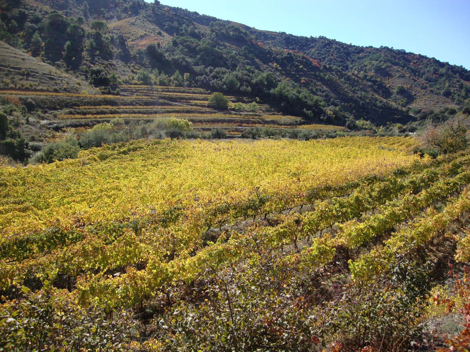 El VINO QUE BEBO: TARDOR AL PRIORAT