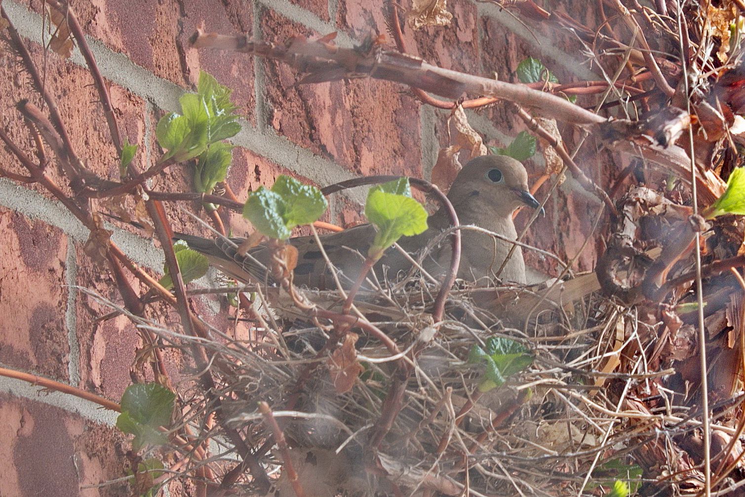 Eye Candy: Mourning Dove