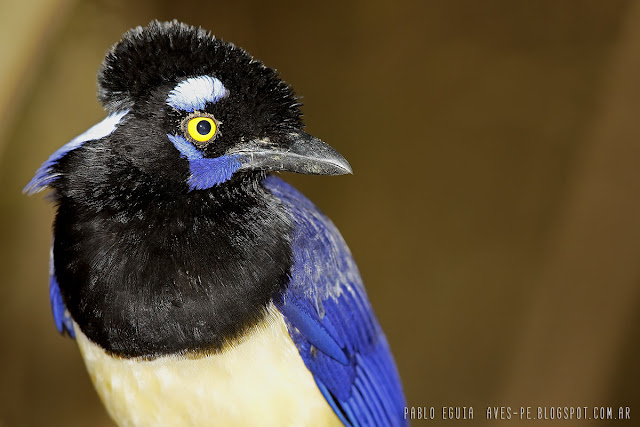 mis fotos de aves: Cyanocorax chrysops Urraca Criolla Plush-crested Jay