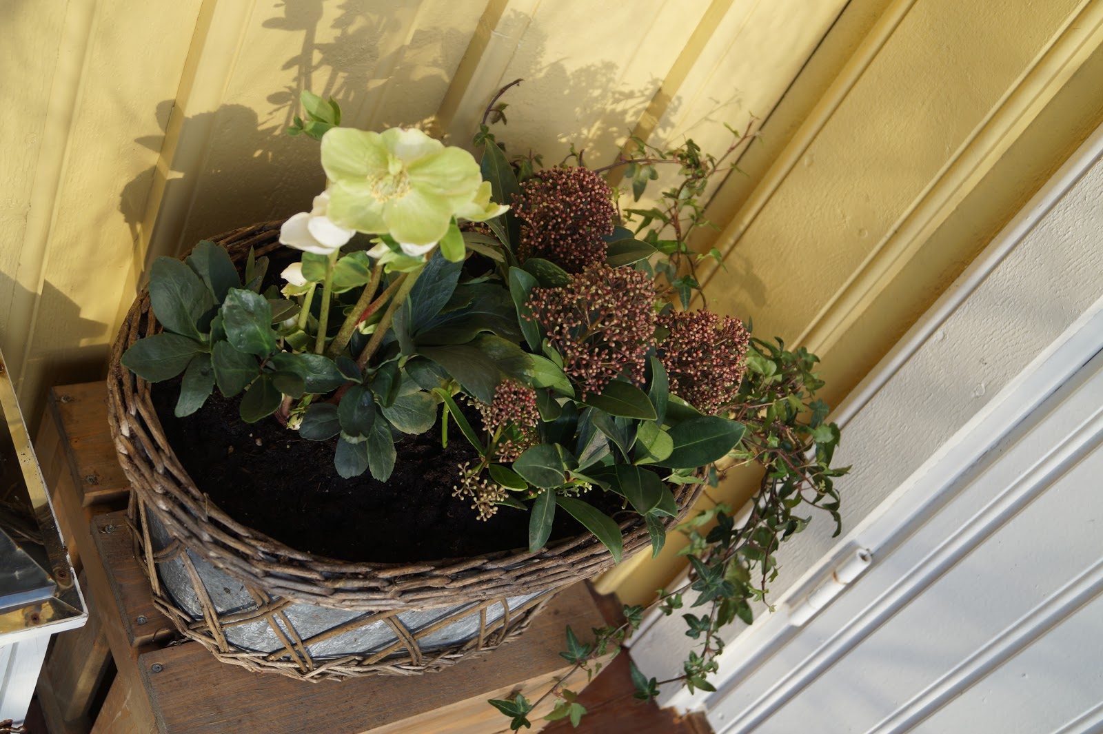 Lillians hage: Pynter med lykt og herdige planter på trappa i høstmørket.