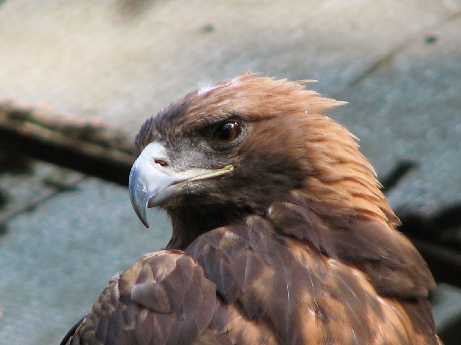 AVEEK- Blogs: Golden eagle