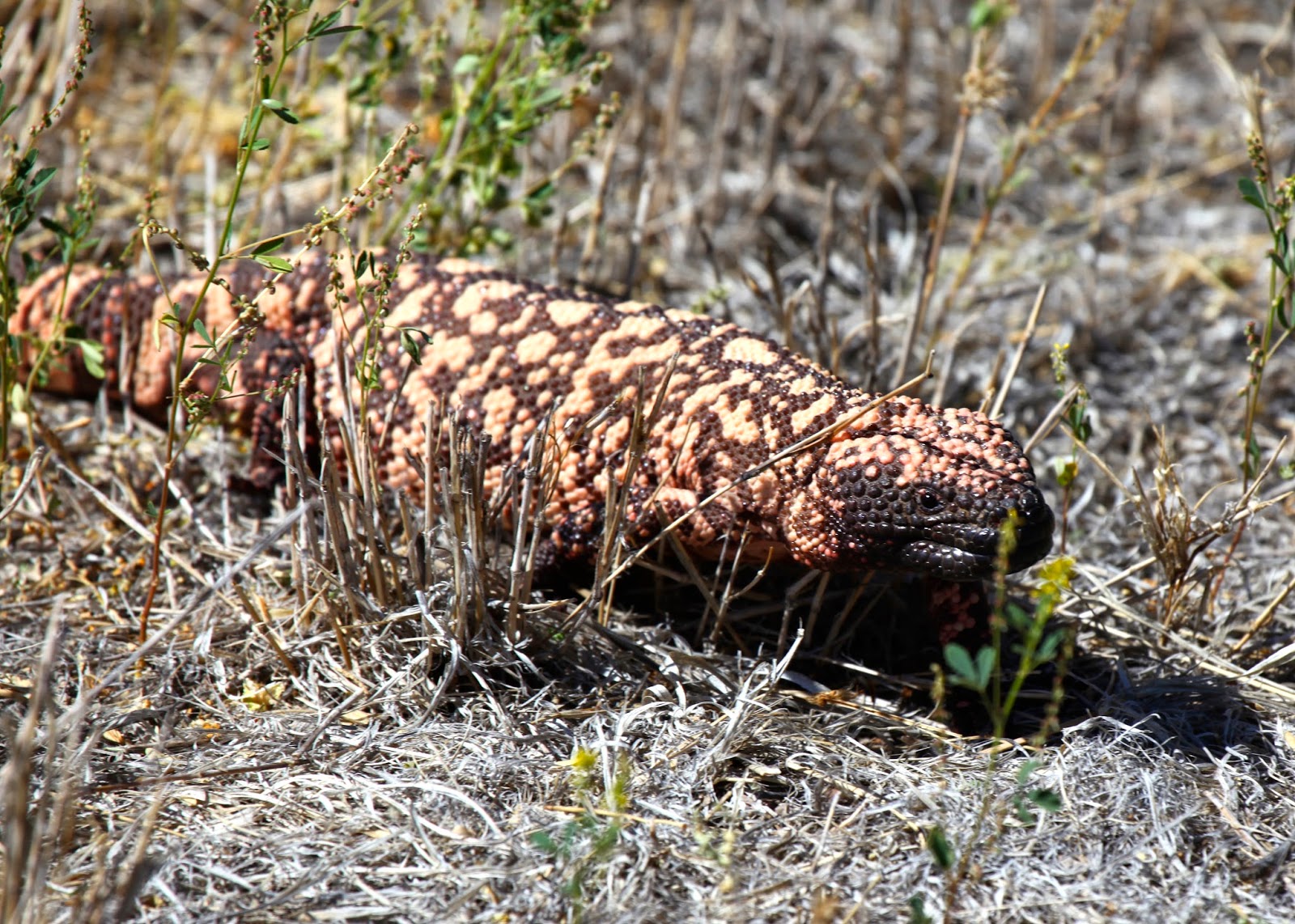 The Azure Gate: Gila Monster Time