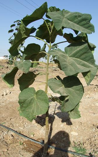 Legenda copacului Paulownia ~ Plante de copaci Paulownia