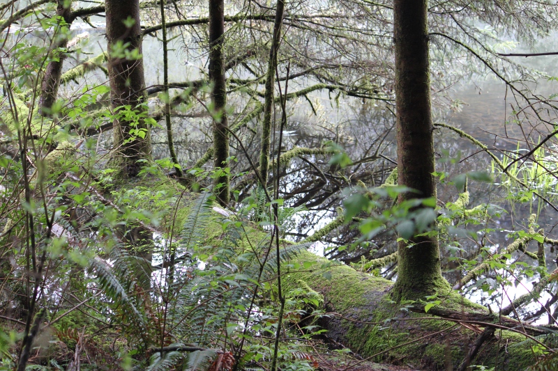Central Oregon Coast: Spring Lake Open Space