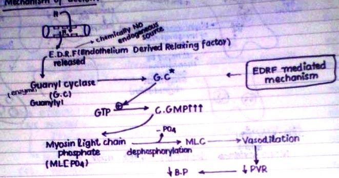 Hydralazine - Introduction - Mechanism Etc - Direct Vasodilators ...