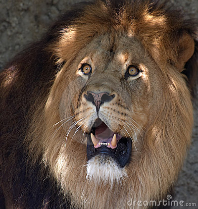 Mengenal Singa - Dunia Binatang