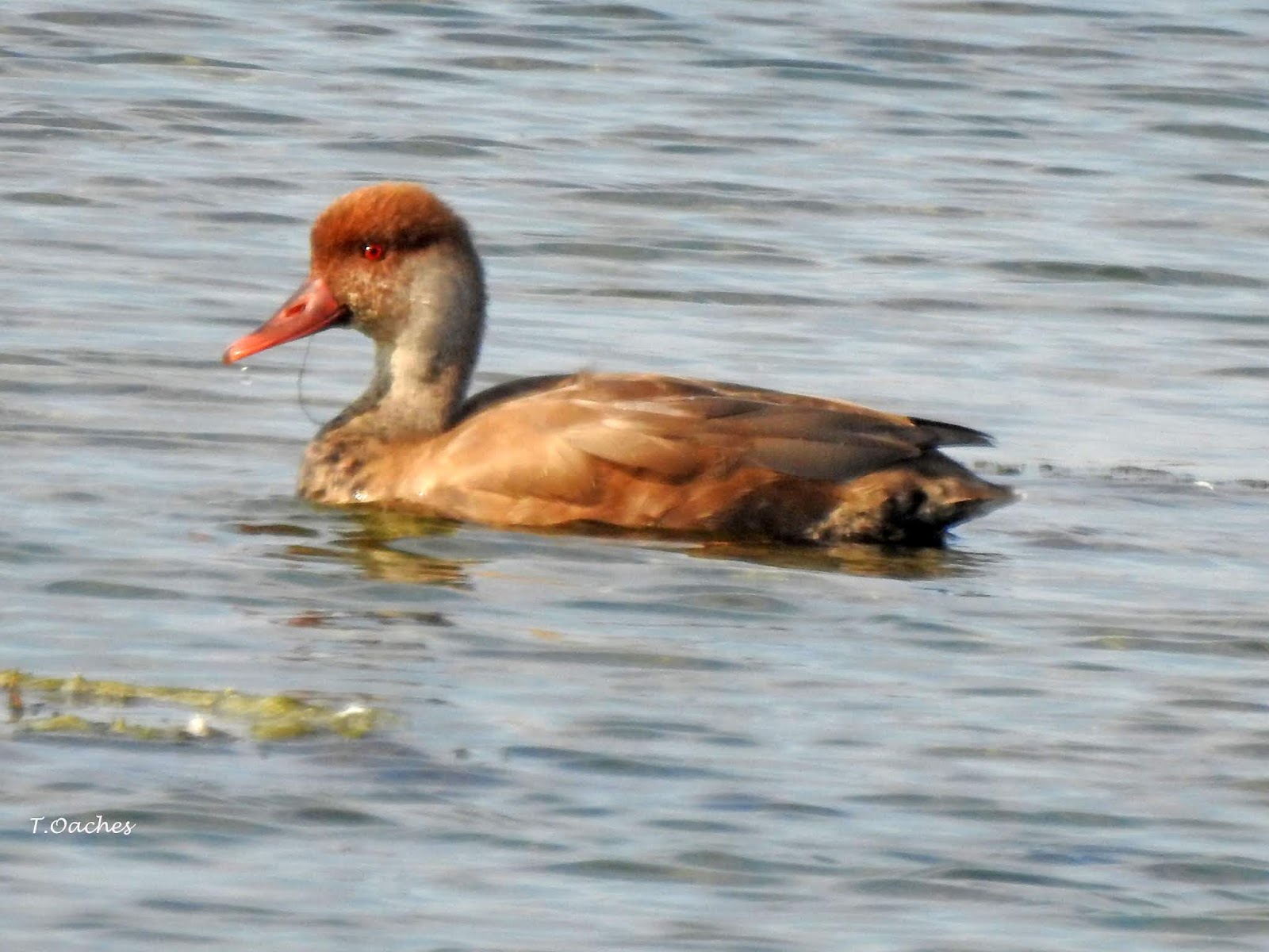 PASARI DIN ROMANIA: RATA CU CIUF, Netta rufina