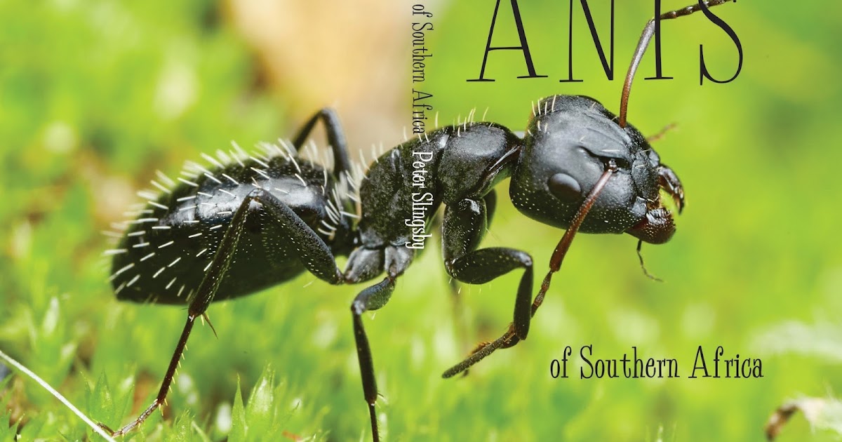The Ant Book: Ant Book 01