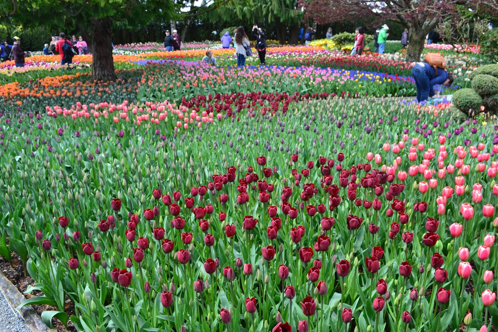 Linda Letters:: Skagit Valley Tulips