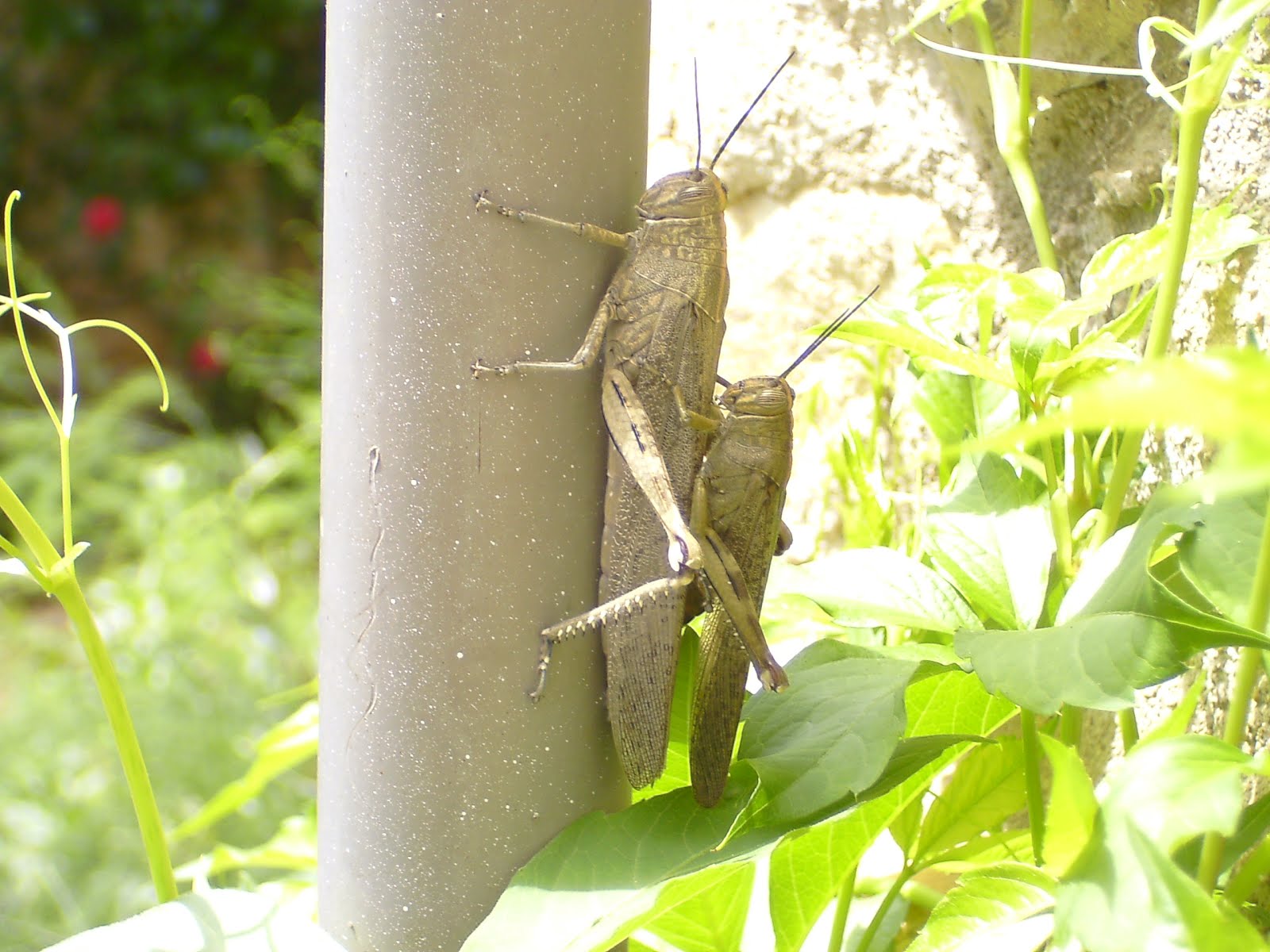 Monday Morning Photo - Mating or Piggyback, Mate or Offspring?