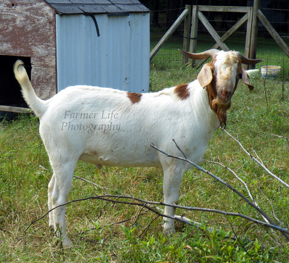 Living A Farmer's Life: Goat Graduation