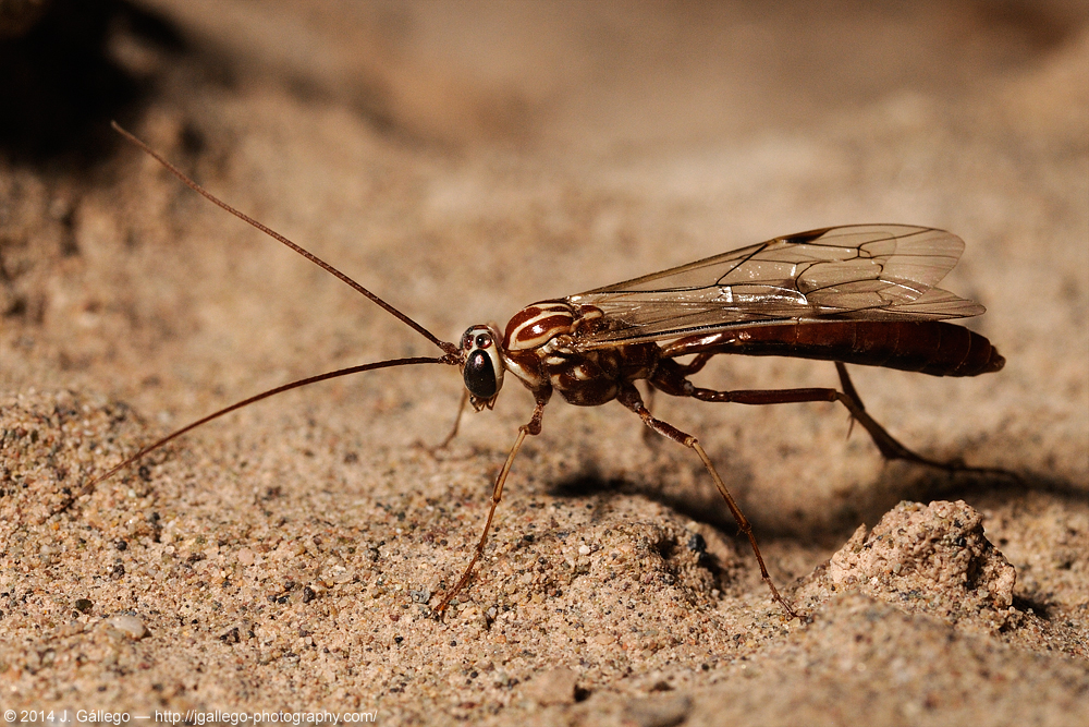 macroinstantes: Himenóptero