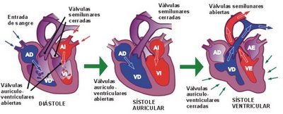 Portafolio de evidencias de Fisiología Básica: Ley de Frank-Starling