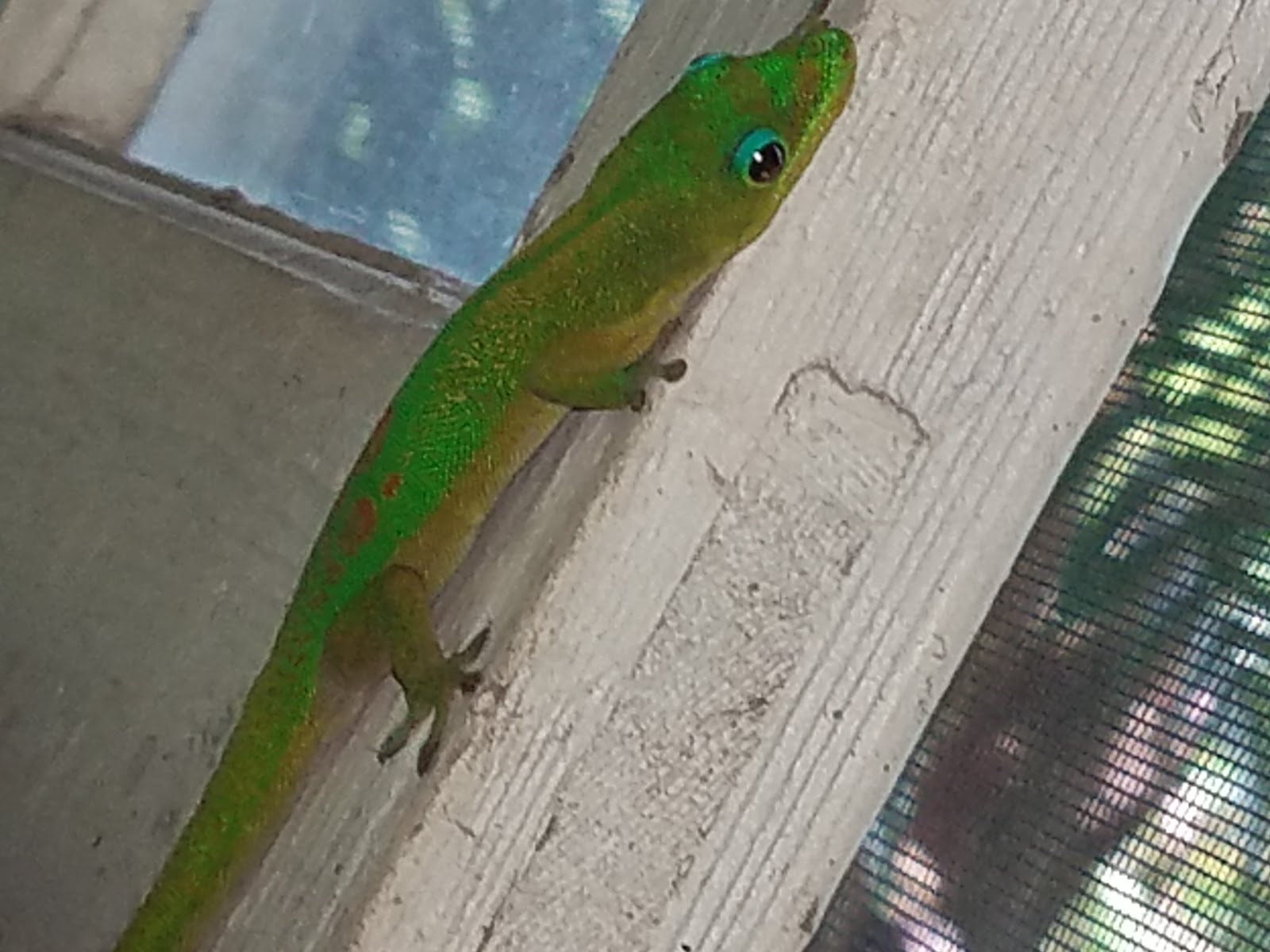 My Summer Vacation: Gecko Day