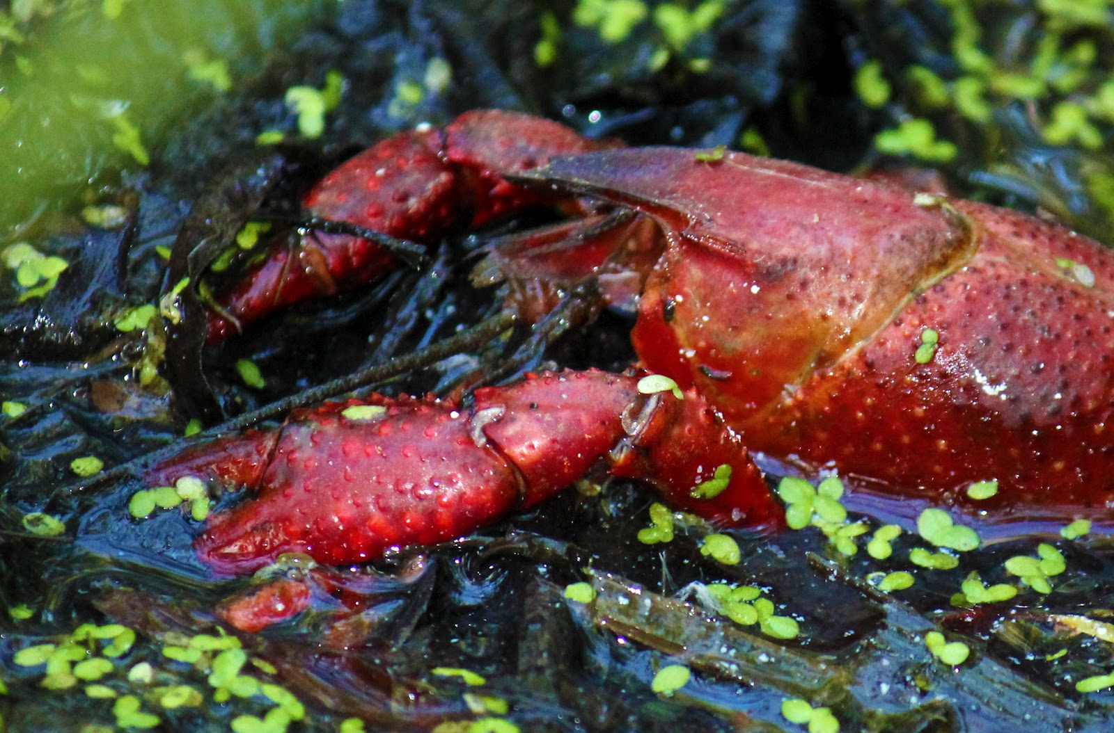 Work Cited Page - Swamplands