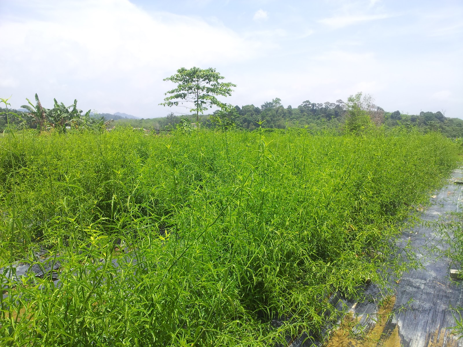 Pokok Belalai Gajah - Nama Sains - Clinacanthus nutans (Burm. F ...