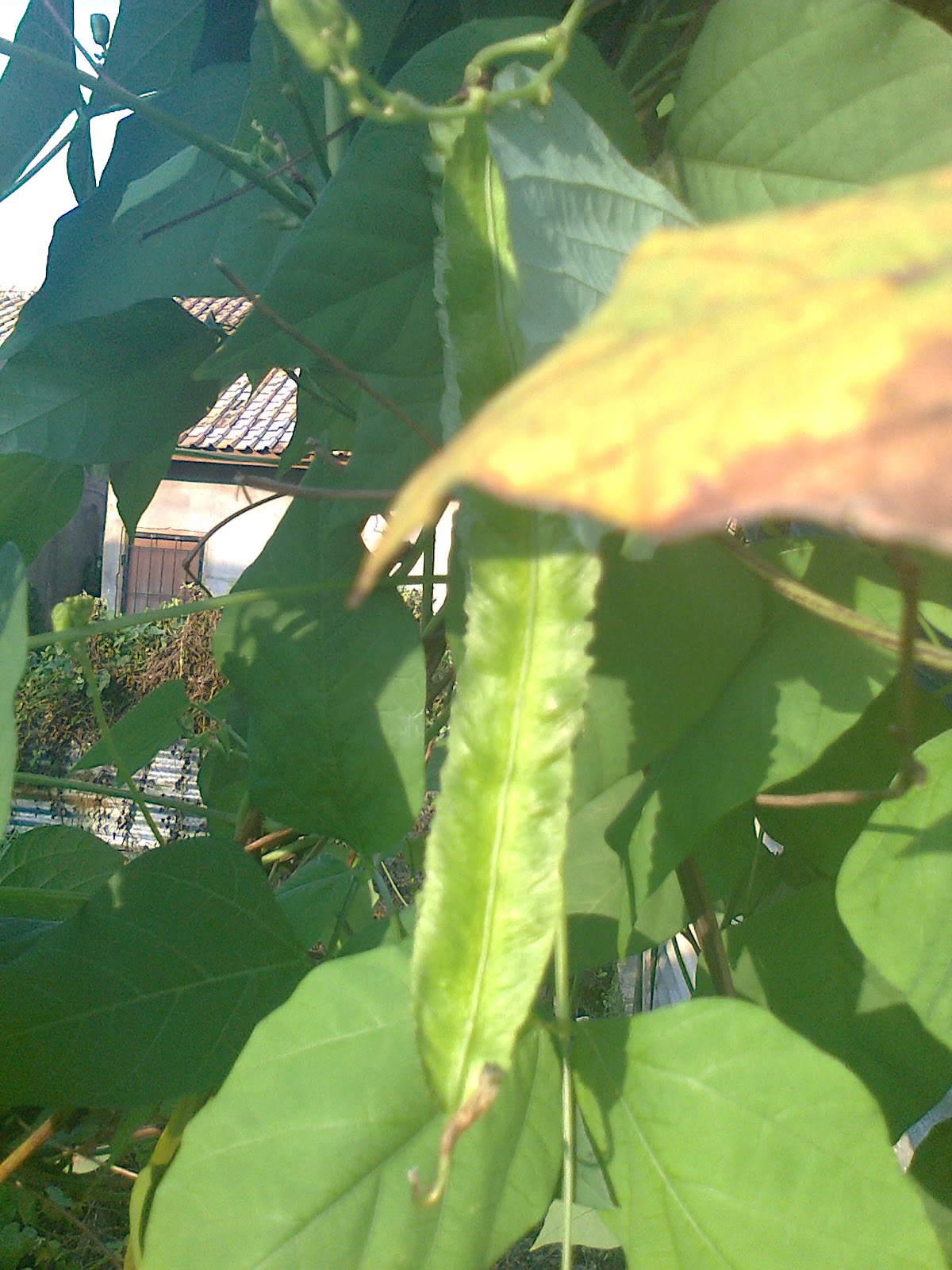 Winged Bean ~ FIKRI A BAKER