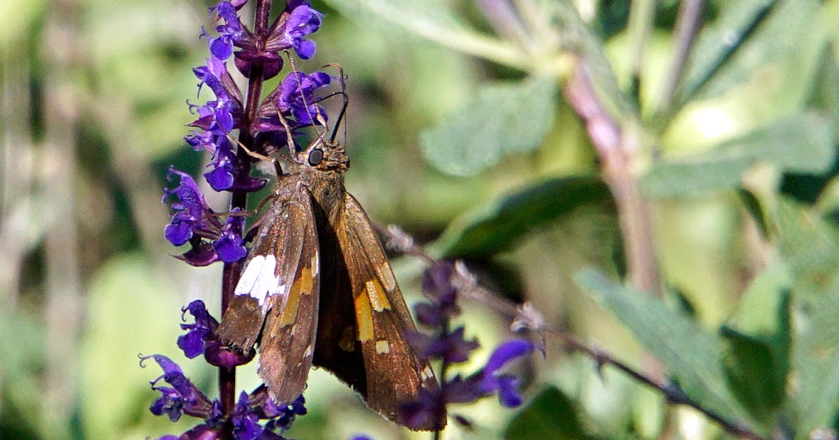A Trivial Mind At Work: White Spotted Skipper
