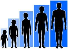 Adolescent Physical Growth | World Wide Web