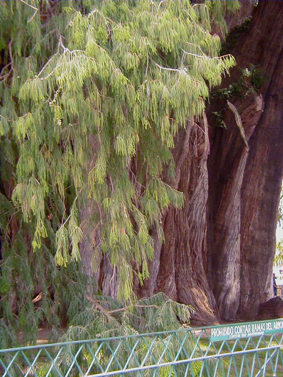 Vivencias: Ahuehuete o Sabino