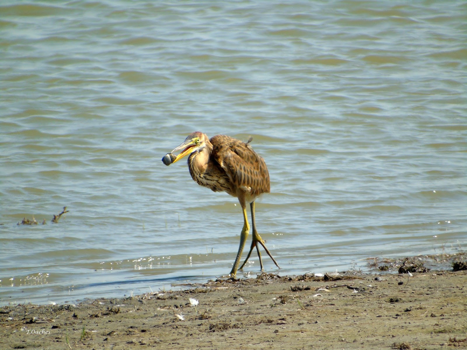 PASARI DIN ROMANIA: STARC ROSU, Ardea purpurea