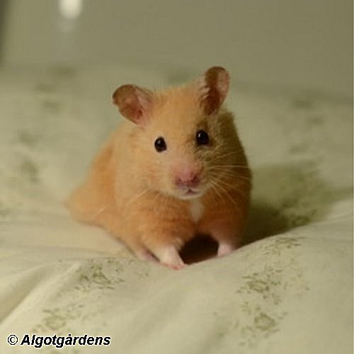 Färger | Guldhamster Hörnan
