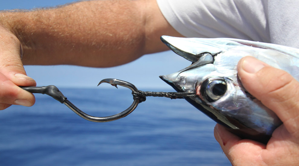 Choosing the Right Tuna Fish Hook Based On Experience - Frozen Tuna ...