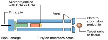 Biotechnology Multiple Choice on Gene Transfer Methods
