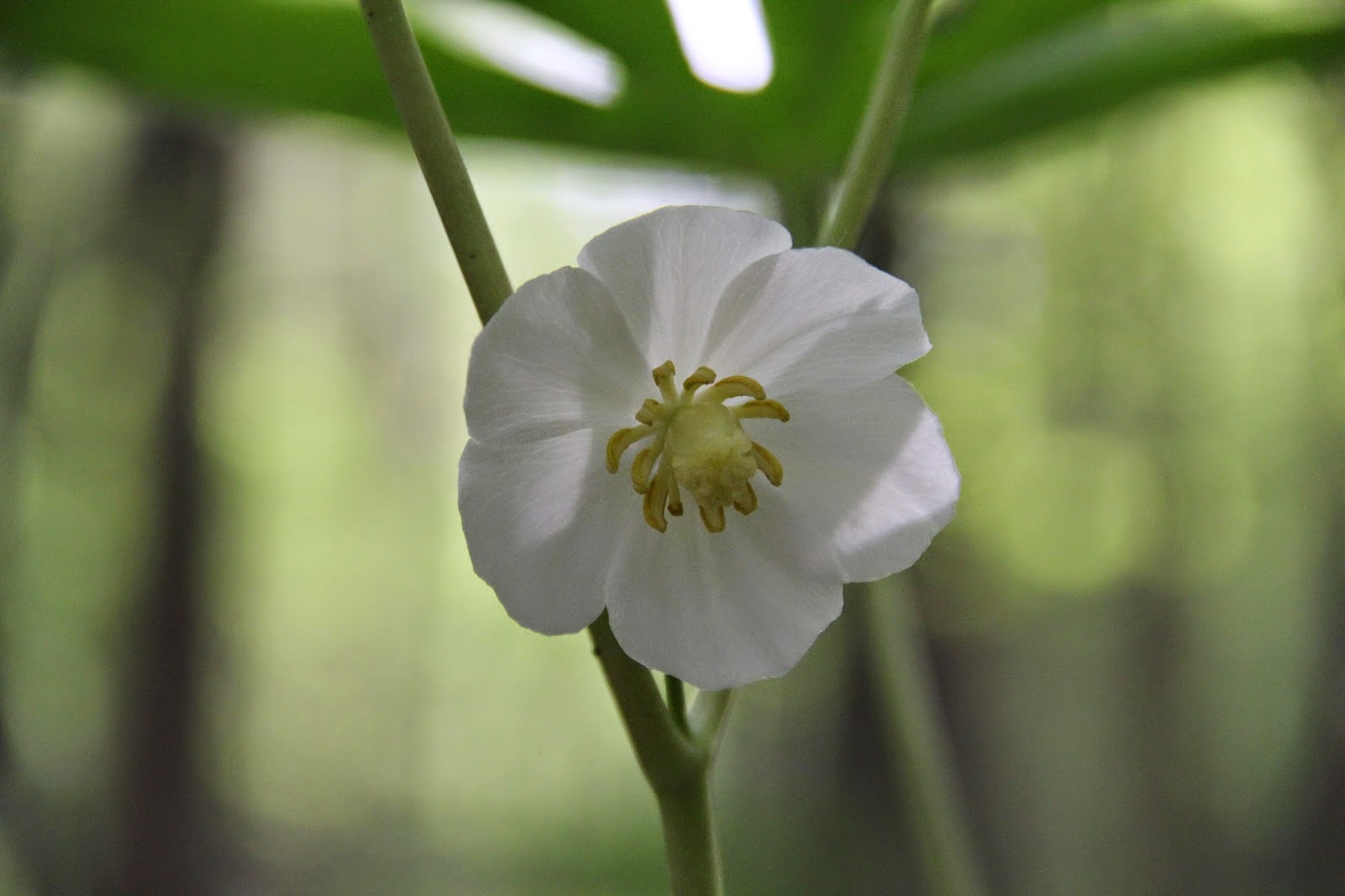 Isabella Conservation District Environmental Education Program ...