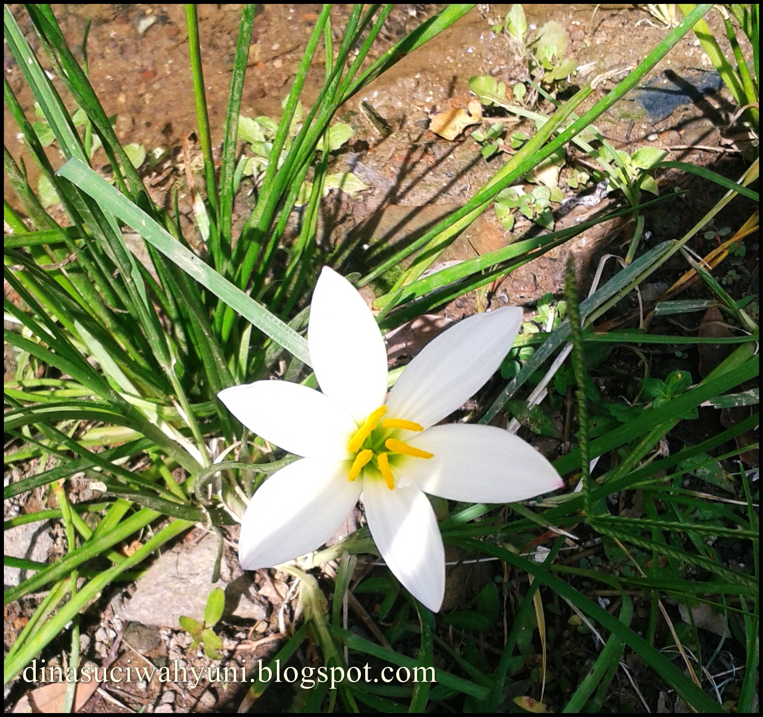 JENIS DAN NAMA - NAMA BUNGA (TANAMAN HIAS " BUNGA CANTIK") | JDSK
