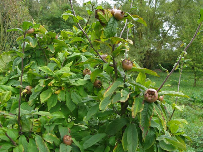 Le Douaire. Île de Vivre.: Tout savoir sur le néflier (neflier ...