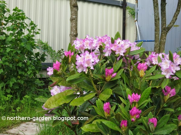 Nadezda's Northern Garden : GBBD in June: Rhododendrons in bloom
