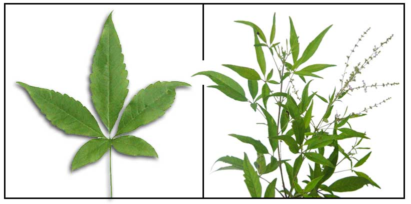 Altered Tapestry: The Medicinal Wonders Of Lagundi