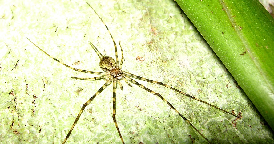 Real Monstrosities: Two-tailed Spider