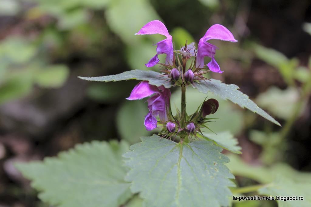 Poveştile mele: Pe fosta granita dintre Austro-Ungaria si Valahia, in ...