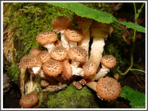 Katerina&Kuchnia: ZUPA Z OPIENIEK