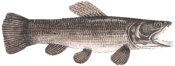 A Arte da Pesca: Peixes de Água Doce - Trairão