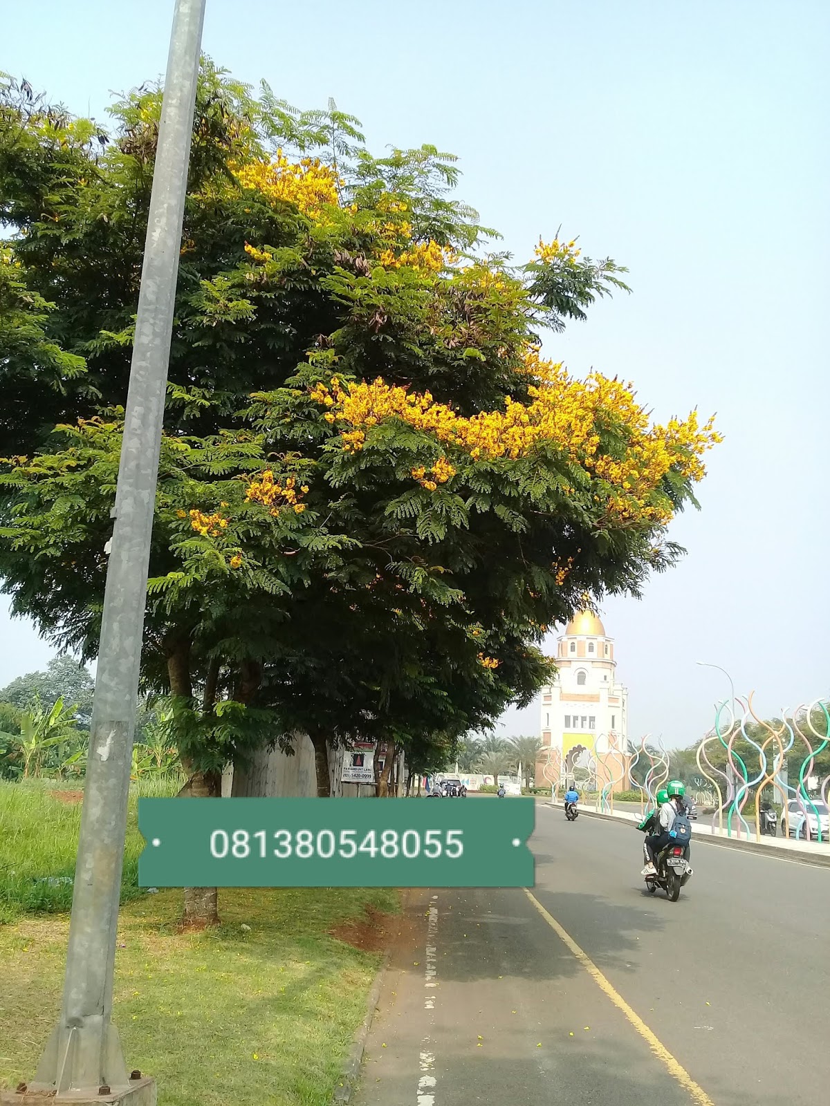 Jual Pohon Peltophorum Soga ~ Tukang Taman Serpong TLP 081380548055