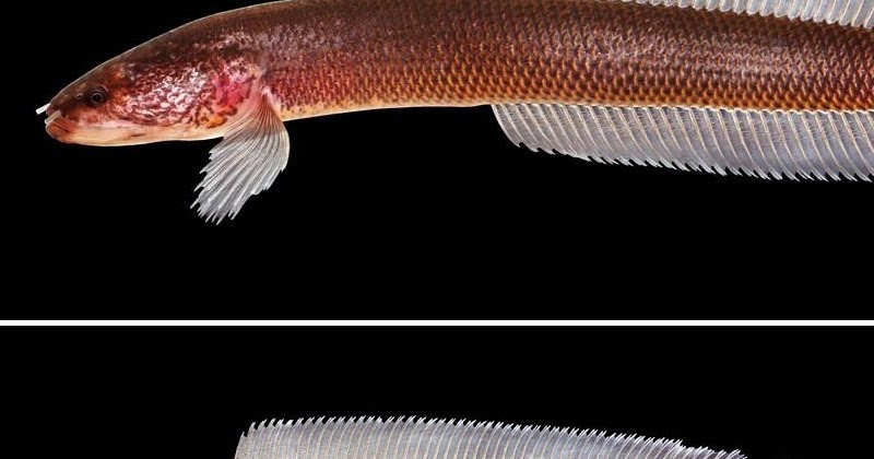 Species New to Science: [Ichthyology • 2019] Aenigmachanna gollum • A ...