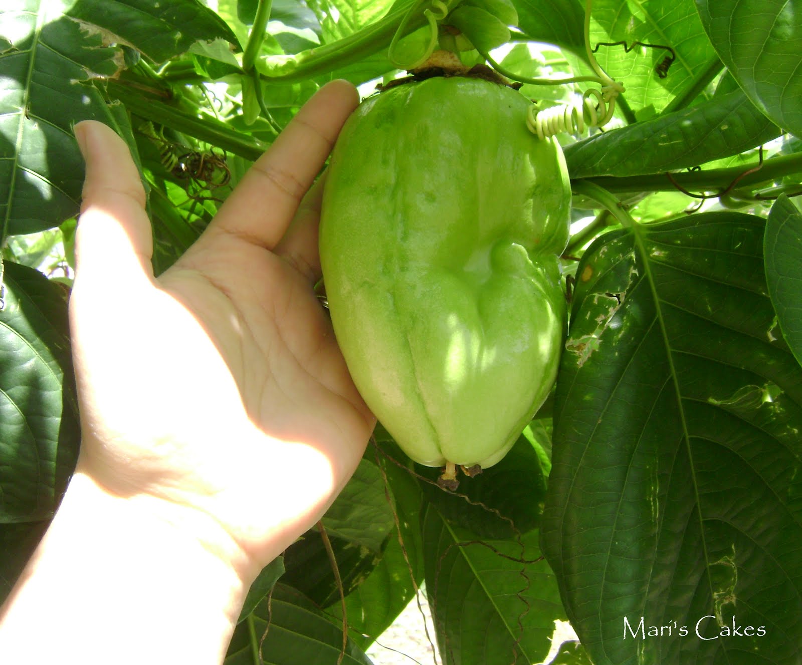 Granadillo | Mari's Cakes