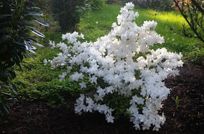 Future Plants by Randy Stewart: Azaleas -Evergreen Hybrids