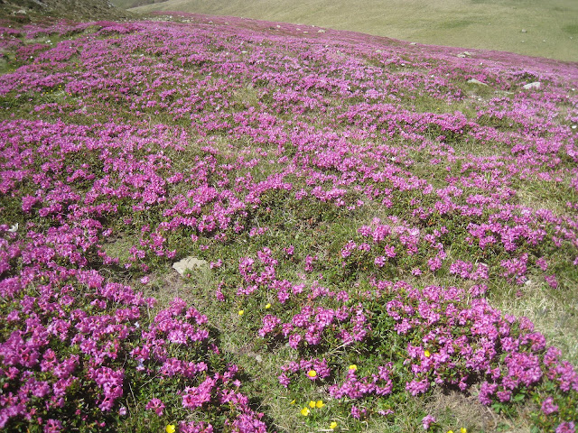 Impresii de calatorie: 31 mai 2018, plin sezon la rododendron in Bucegi
